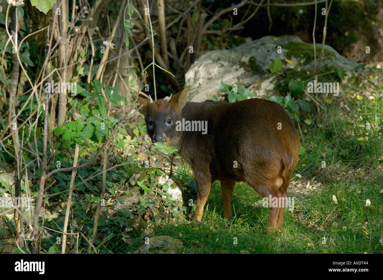 Southern Pudu Pudu pudu Stock Photo - Alamy