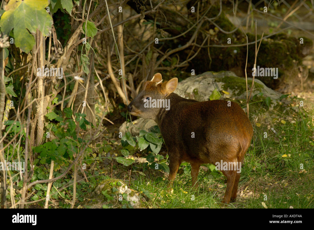 Southern Pudu Pudu pudu Stock Photo - Alamy