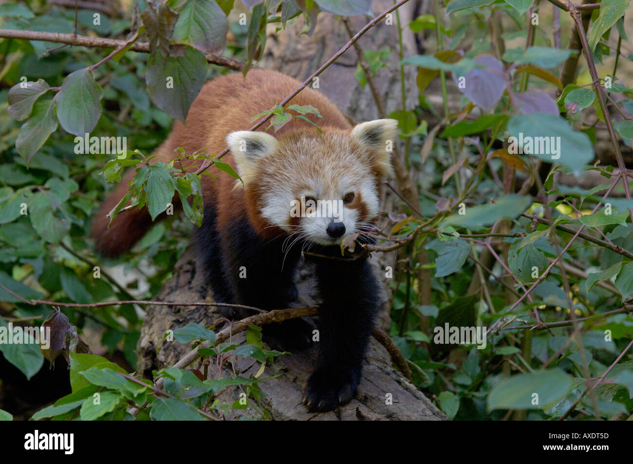 Red Panda Ailurus fulgens Stock Photo - Alamy