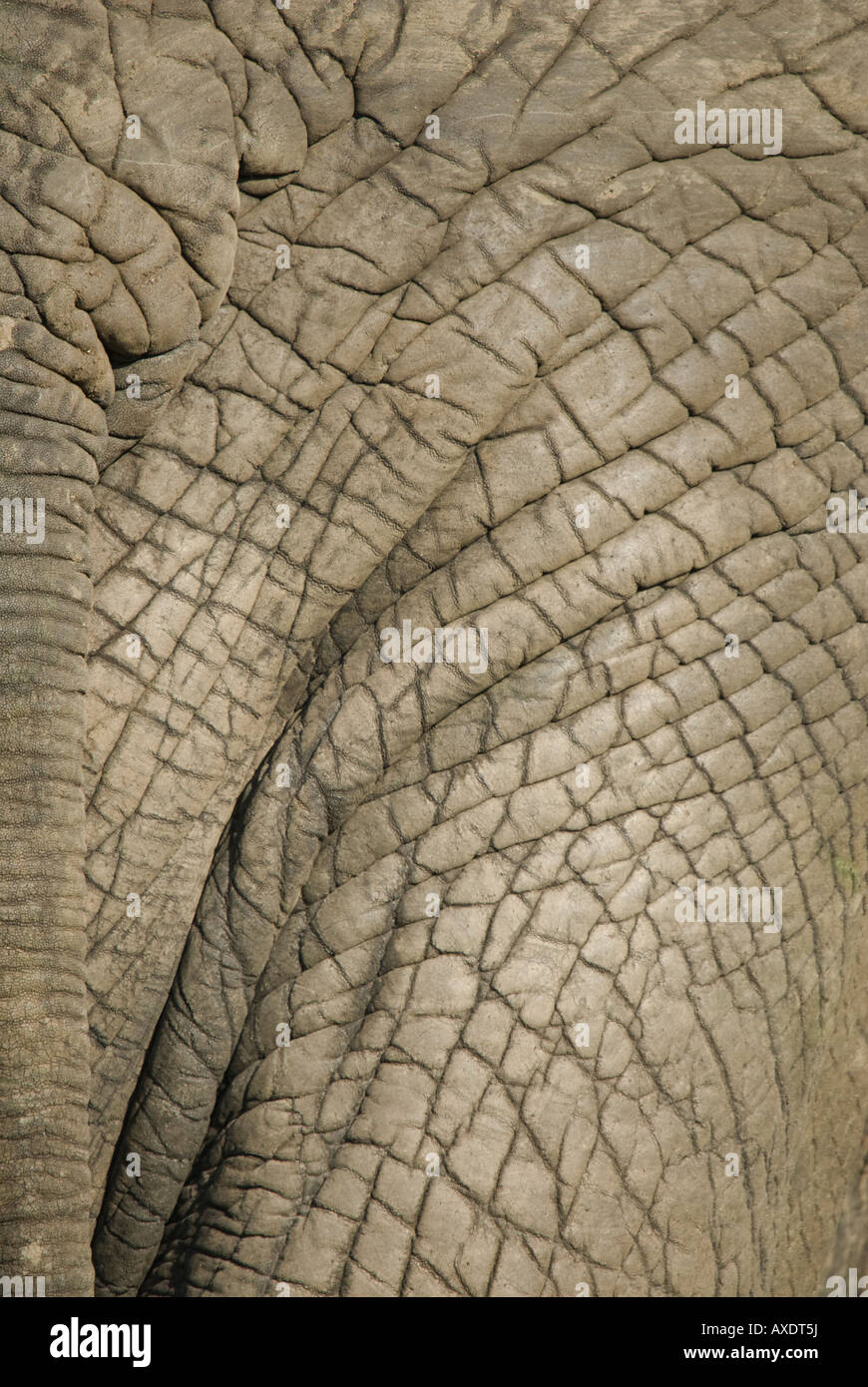A close-up of an African elephant's skin Stock Photo - Alamy