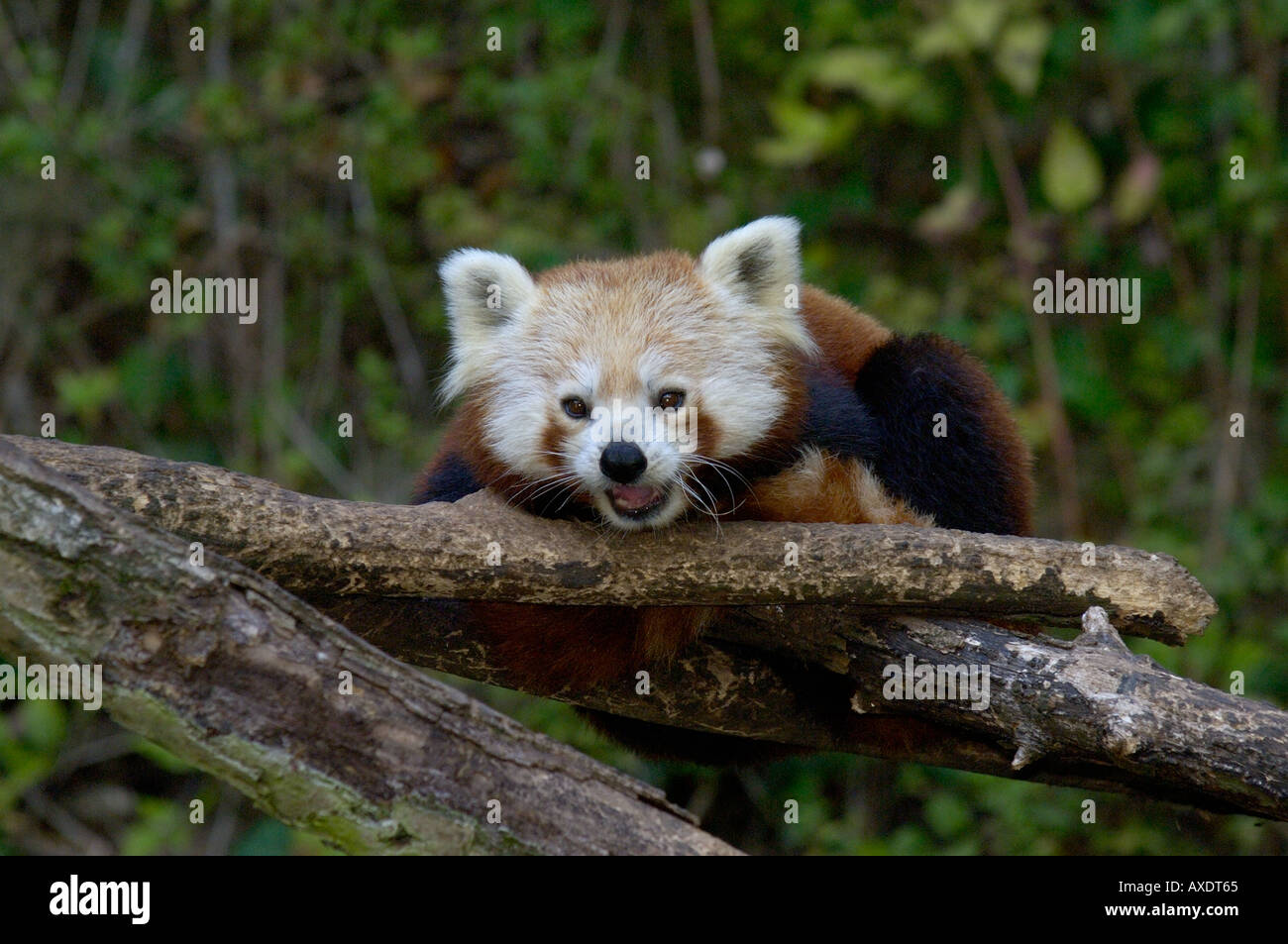 Red Panda Ailurus fulgens Stock Photo - Alamy