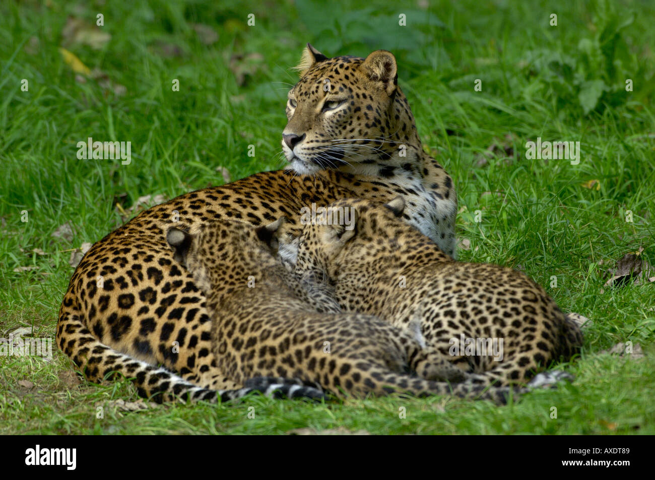 Kutiya hi-res stock photography and images - Alamy