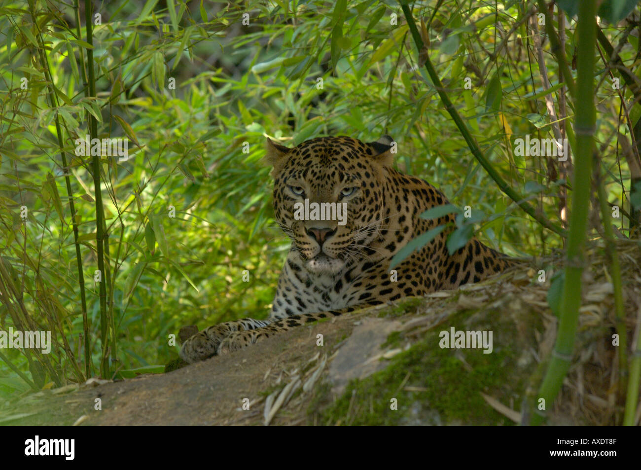 Kutiya hi-res stock photography and images - Alamy