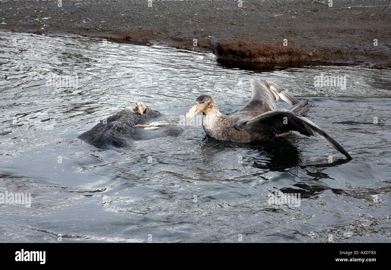 petrel eating a fur seal carcass Stock Photo - Alamy