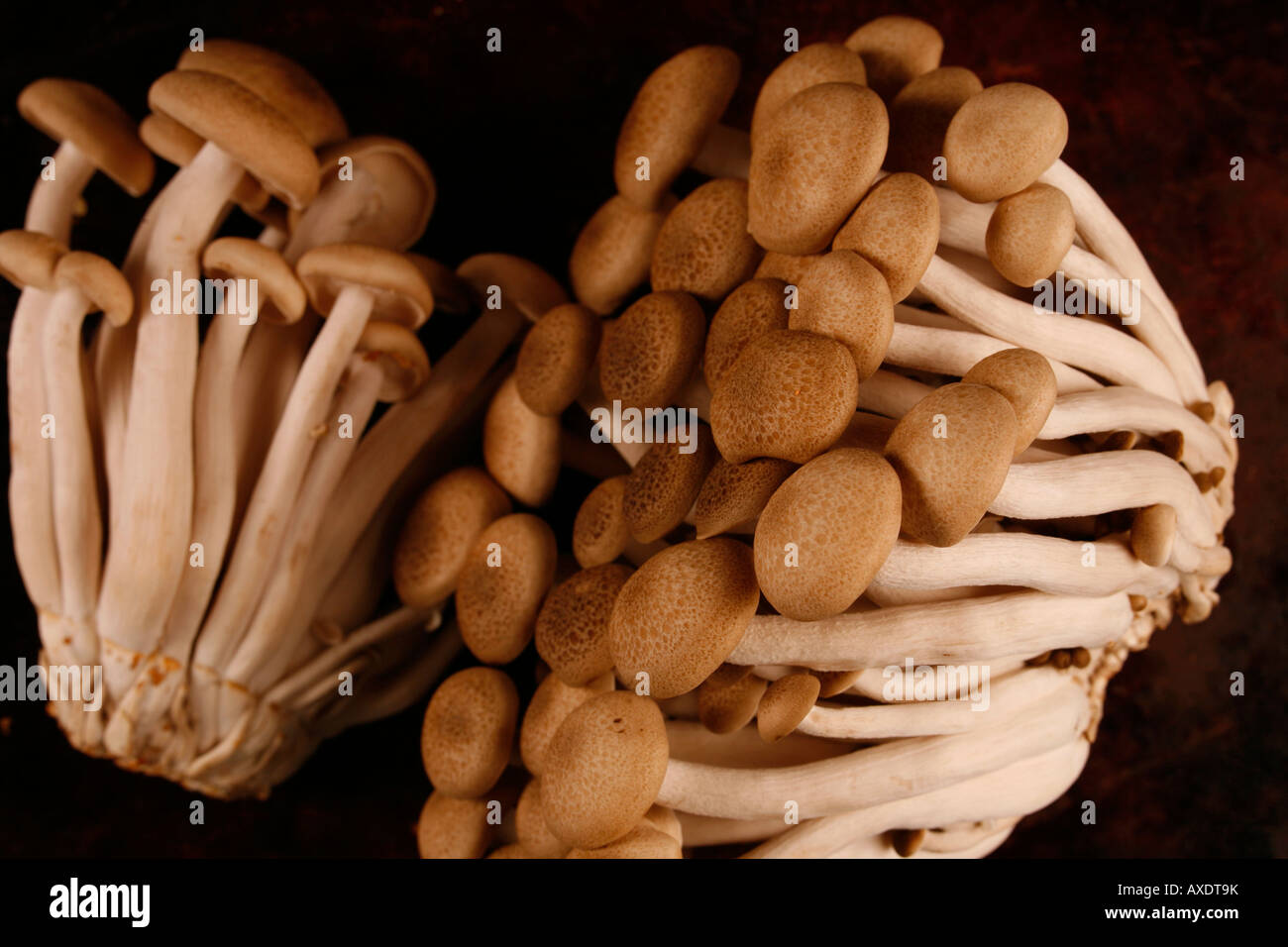 Buna shimeji brown beech mushroom hi-res stock photography and images ...