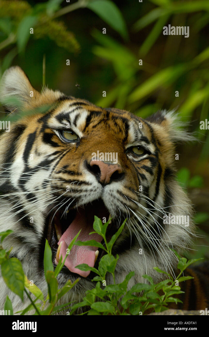 Sumatran Tiger Panthera tigris Endangered species Stock Photo - Alamy