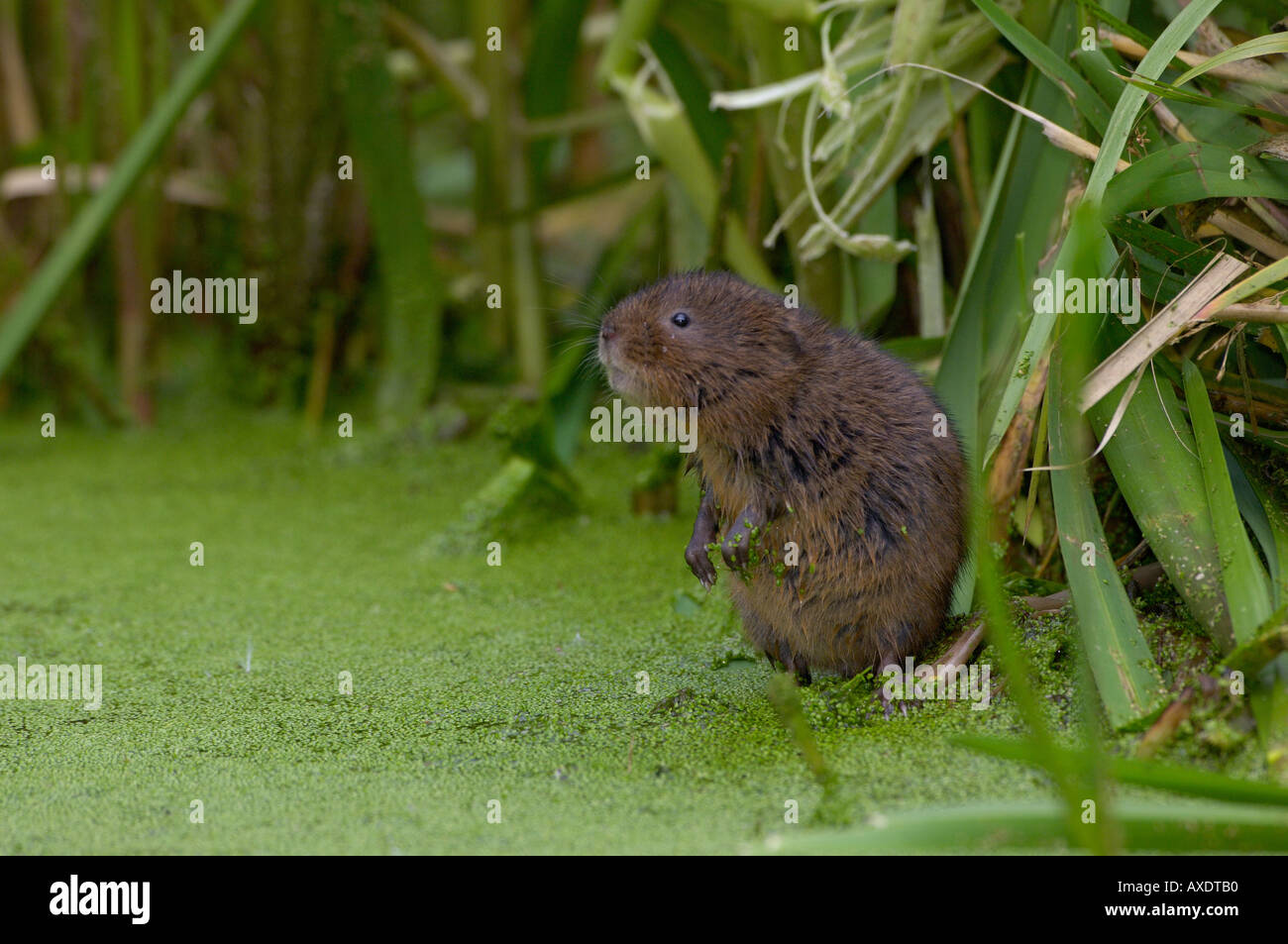 Endangered water vole arvicola hi-res stock photography and images - Alamy