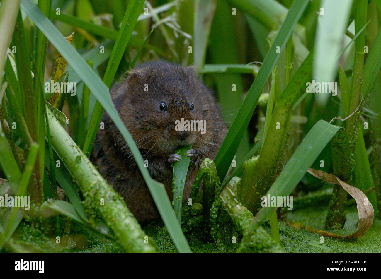 Endangered water vole arvicola hi-res stock photography and images - Alamy