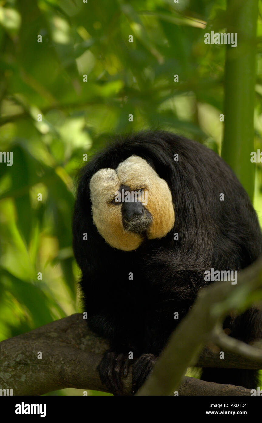 White faced saki pithicia pithicia hi-res stock photography and images ...