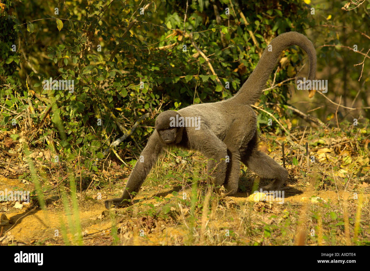 Woolly Spider Monkey Brachyteles arachnoides Stock Photo - Alamy
