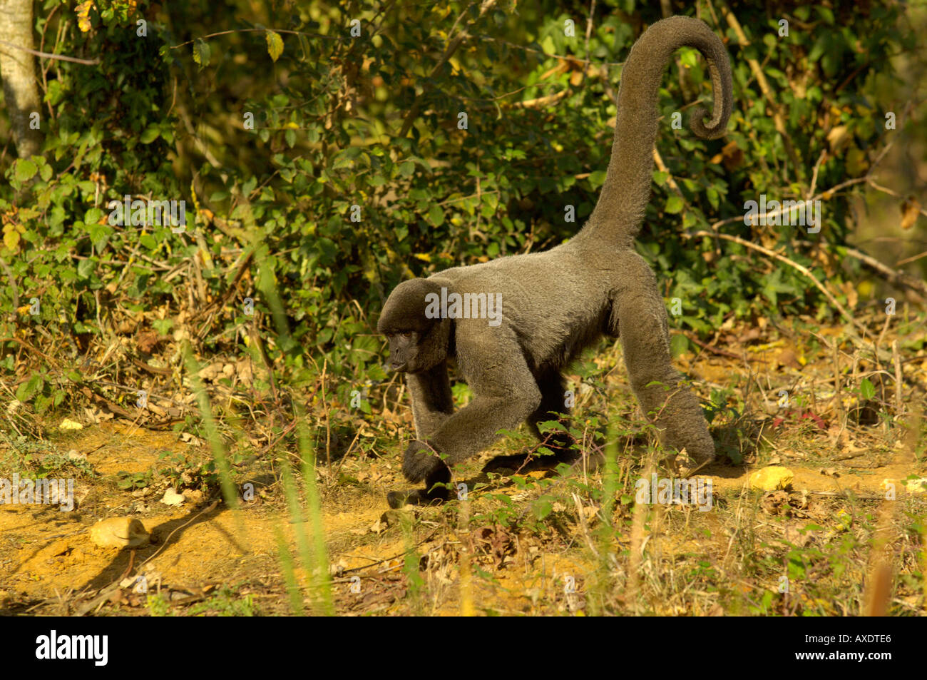 Woolly Spider Monkey Brachyteles arachnoides Stock Photo - Alamy