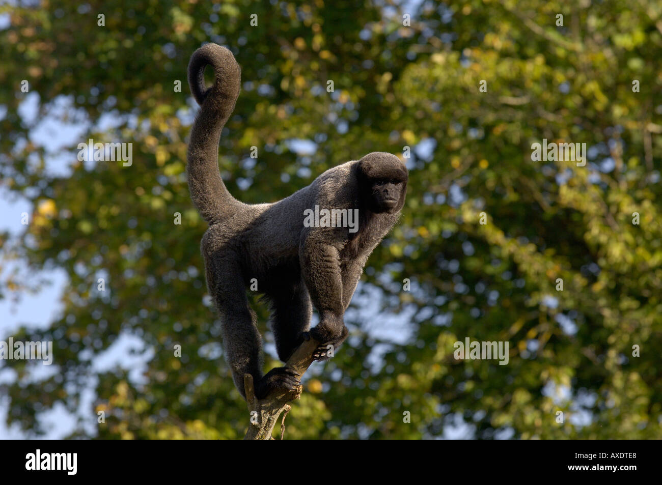 Woolly spider monkey hi-res stock photography and images - Alamy