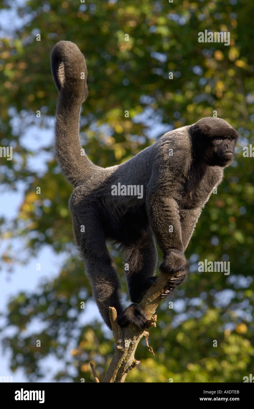 Arachnoides Stock Photos & Arachnoides Stock Images - Alamy