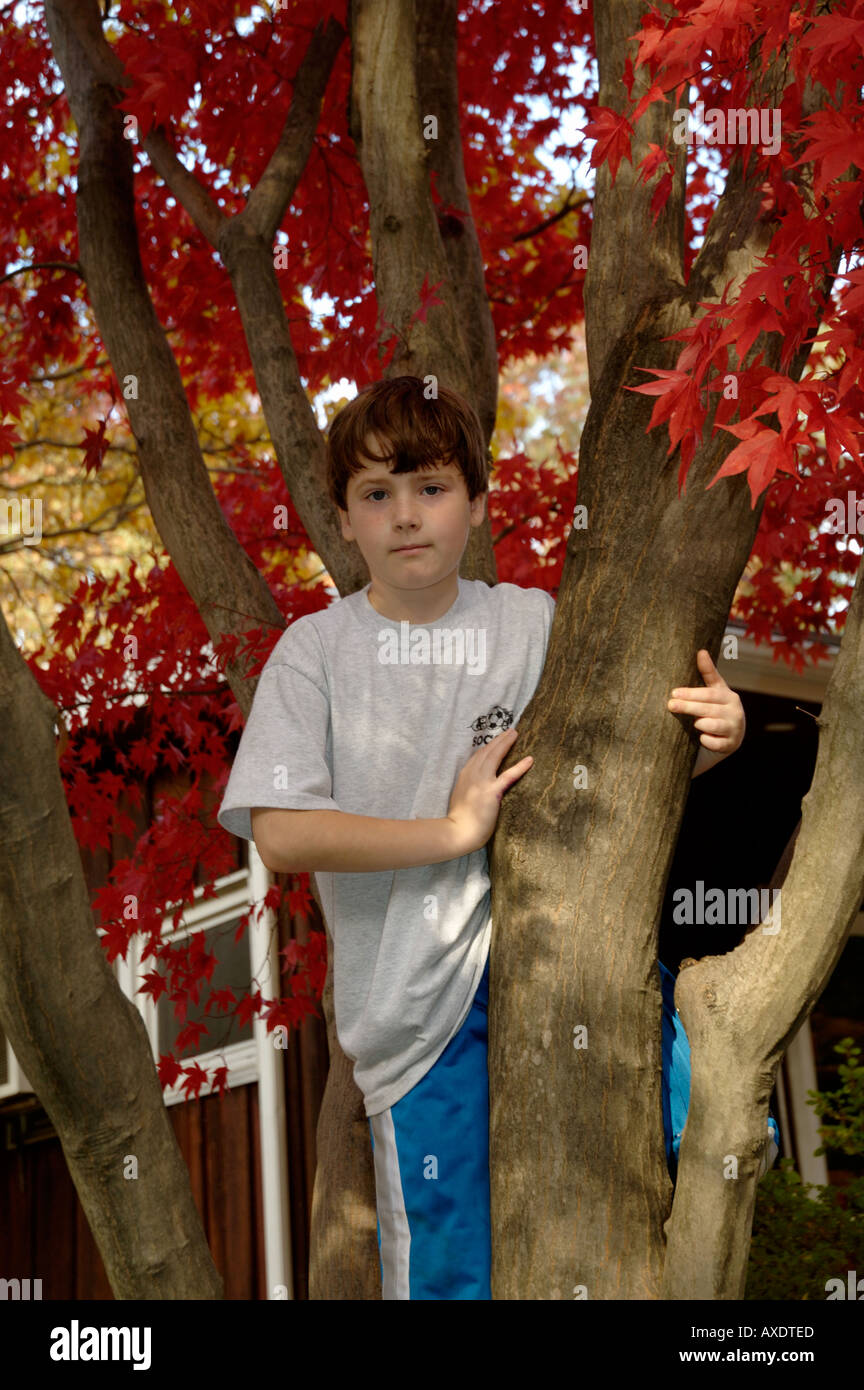 Young boy in a tree with red maple foliage behind him Stock Photo - Alamy