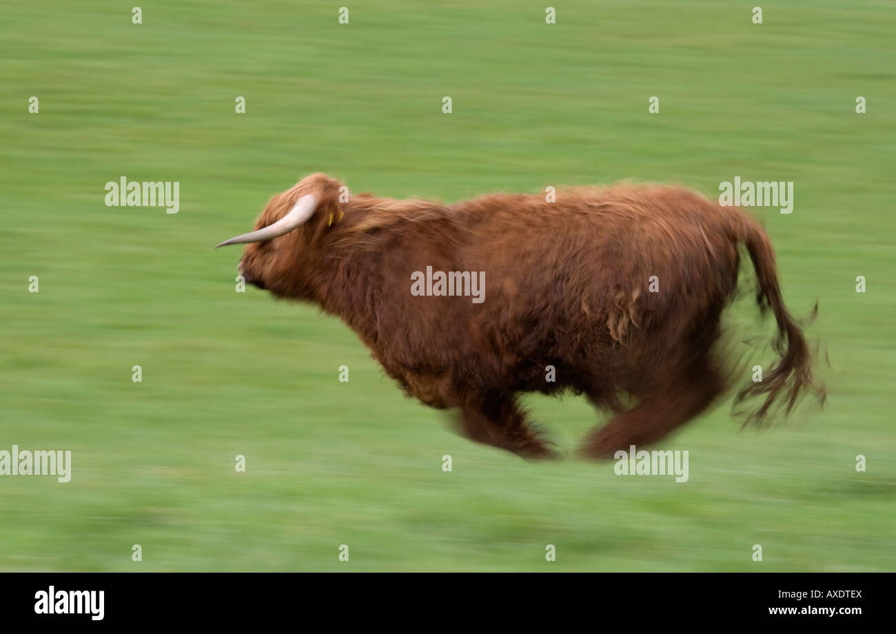 Highland Cow runing in UK Stock Photo - Alamy