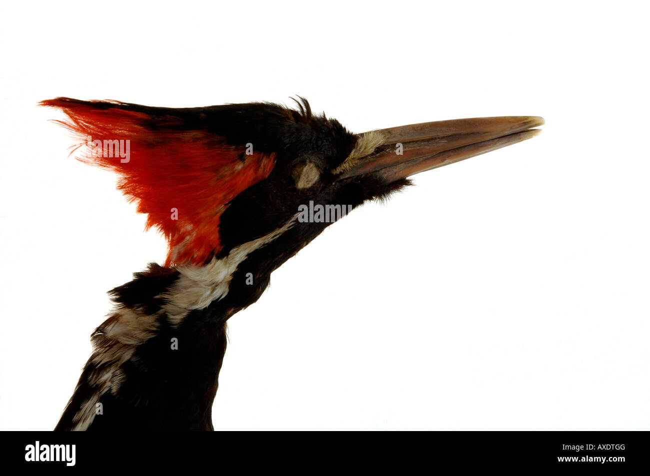 Extinct bird, Campephilus imperialis, Imperial Woodpecker, YPM 58534 ...