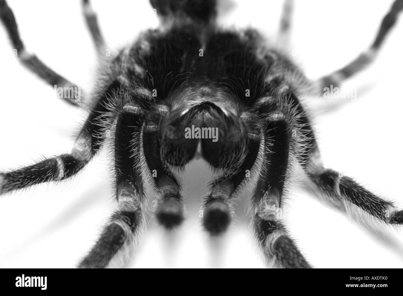 molted skin of chilean rose tarantula's Stock Photo - Alamy