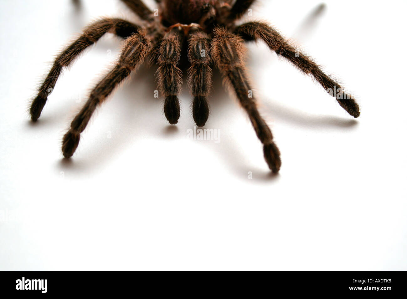 chilean rose tarantula Stock Photo - Alamy