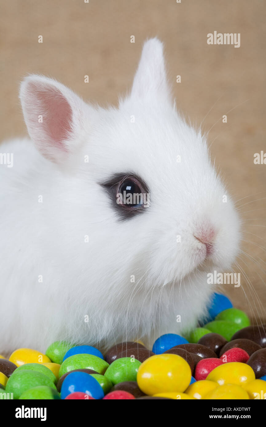 white bunny and chocolate eggs Stock Photo - Alamy