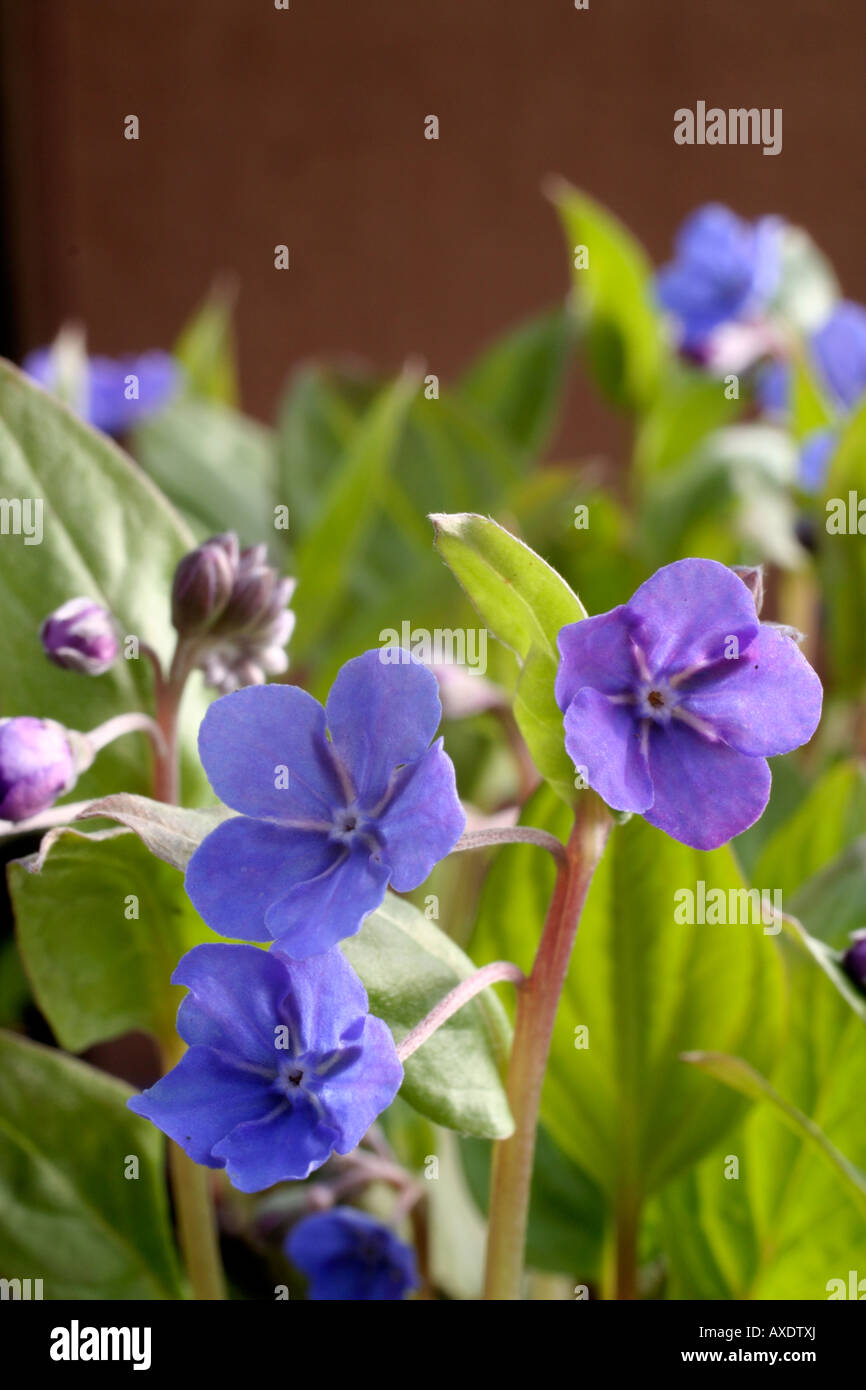 OMPHALOIDES CAPPADOCICA AGM Stock Photo - Alamy