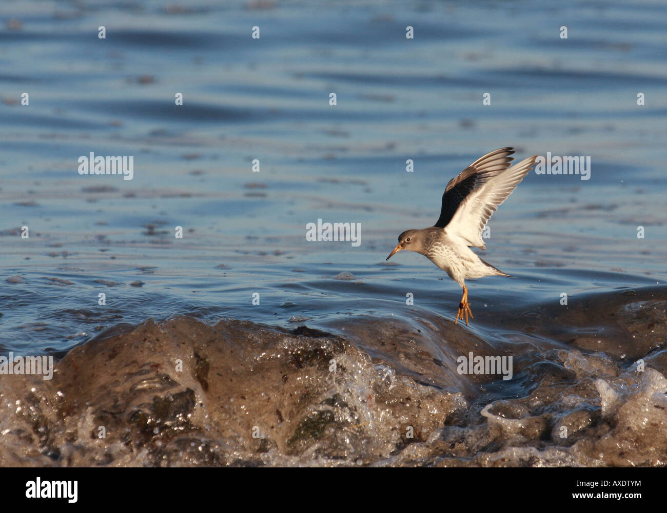 Purple Sandpiper flying over the waves Stock Photo - Alamy