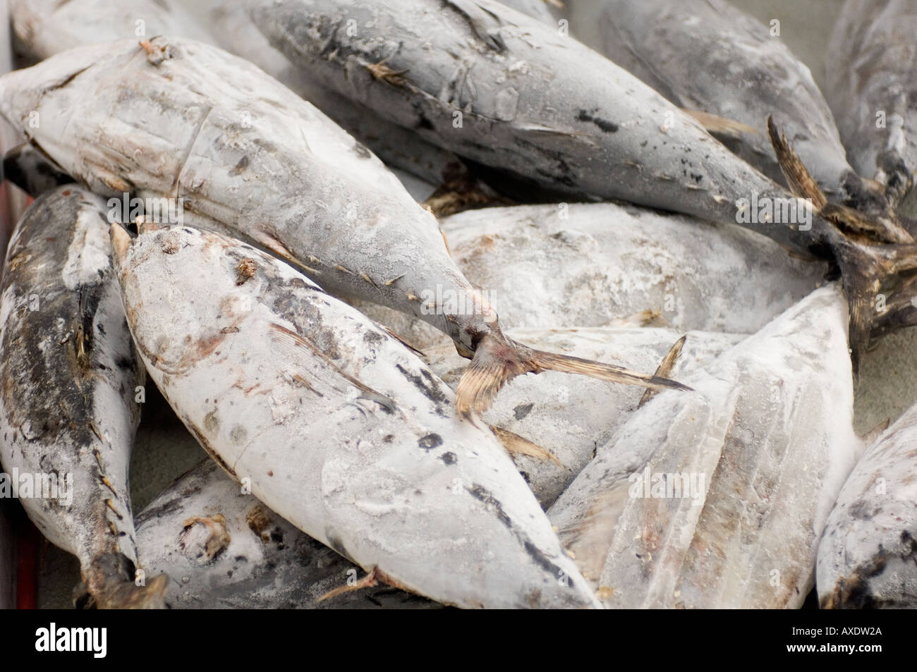 Frozen Yellowfin Tuna used to attract Great White Sharks, Guadalupe ...