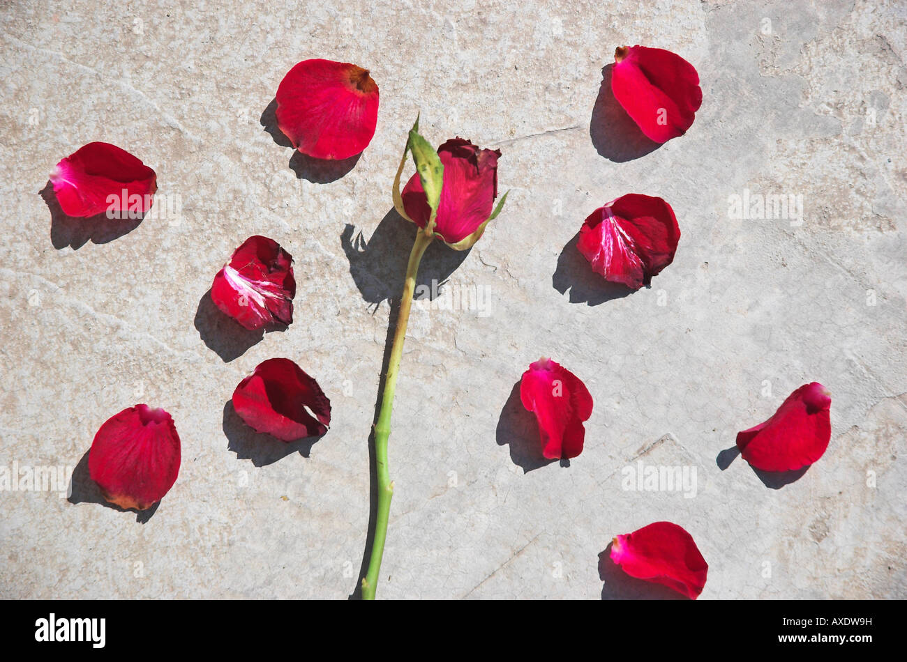 Red rose and petals on pavement Stock Photo - Alamy