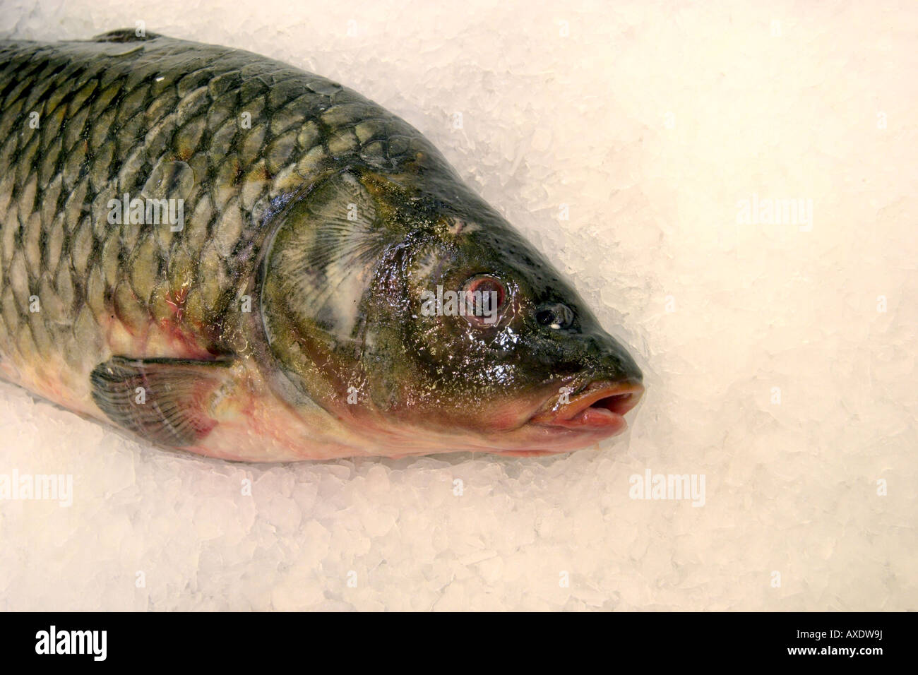 One fhresh carp fish lying on cold ice Stock Photo - Alamy