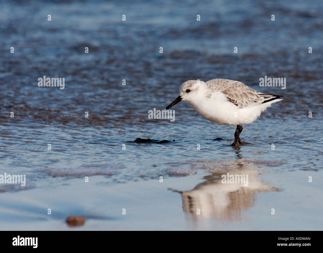 Sanderling feeding on the shore Stock Photo - Alamy