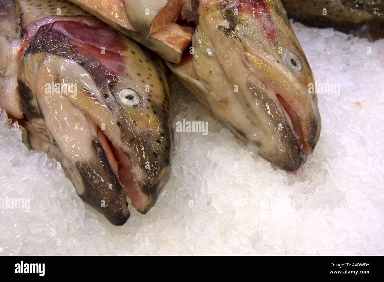 Cold freshwater fishes hi-res stock photography and images - Alamy