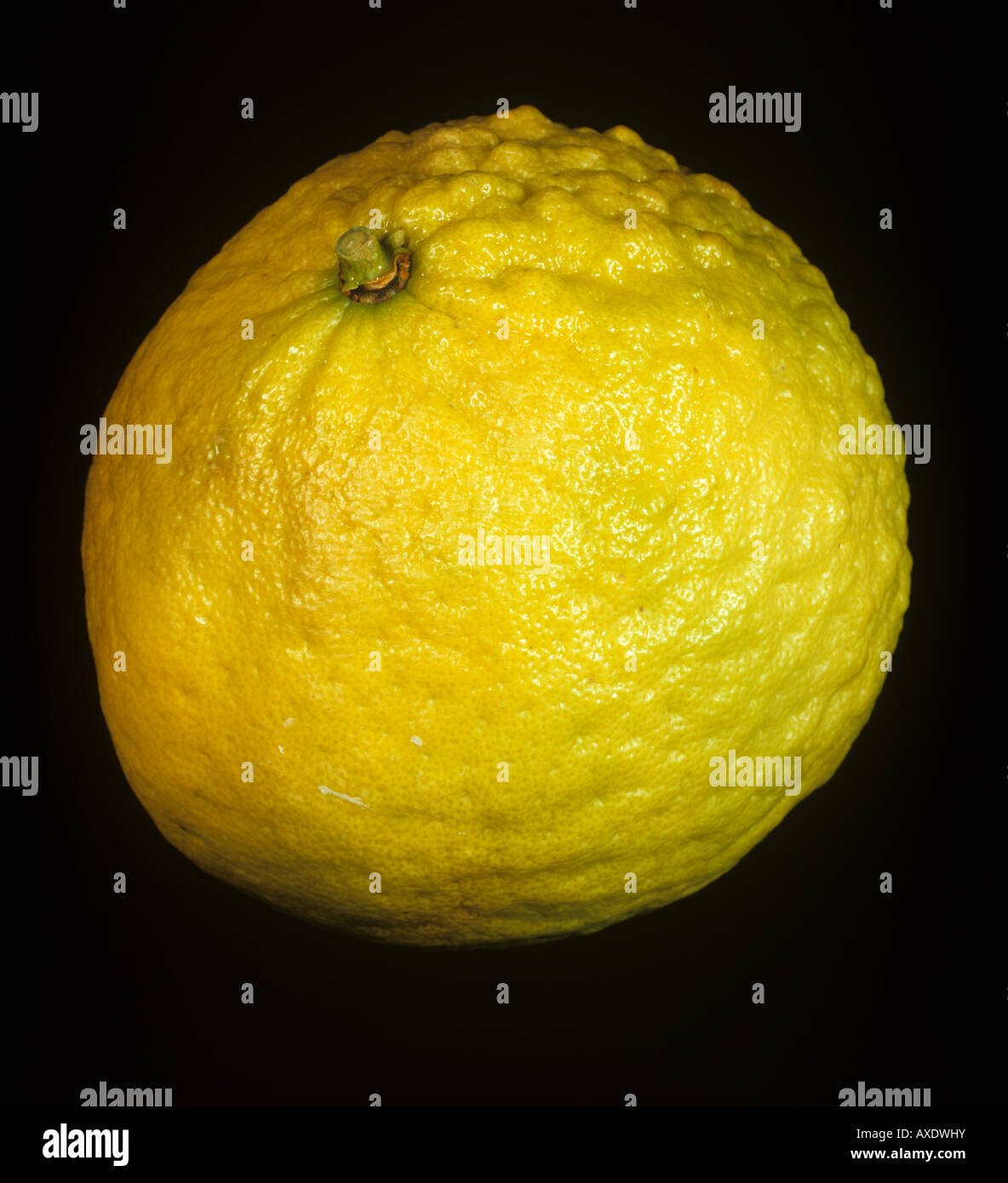 Whole fruit of citrus rootstock tree Citrus macrophylla variety Alemon ...