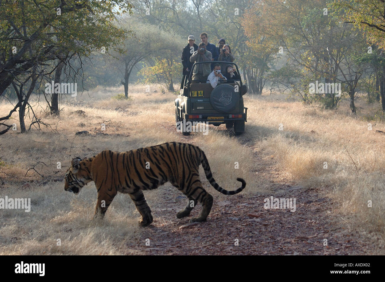 Tiger Spotting India High Resolution Stock Photography and Images - Alamy