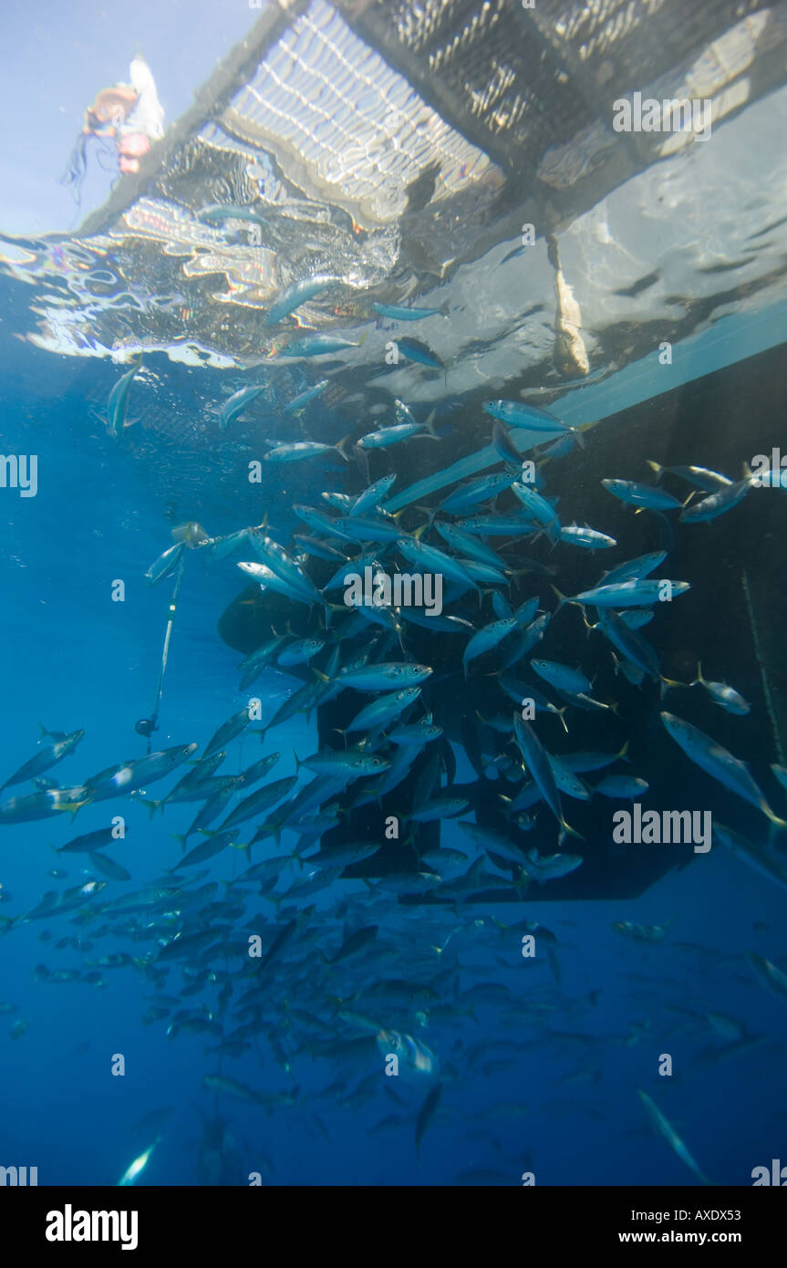 Scad beneath a shark boat, Guadalupe Island Mexico Stock Photo - Alamy