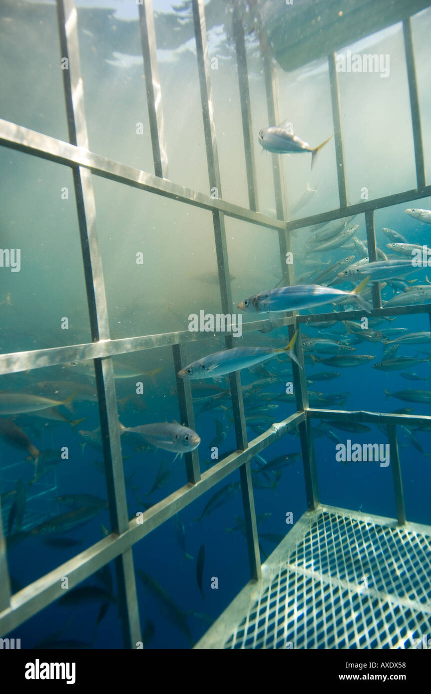 Scad swimming through a shark cage, Guadalupe Island, Mexico Stock ...