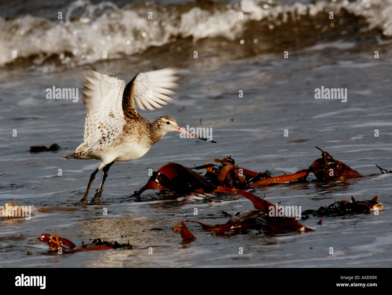 Bar-tailed Godwit flying Stock Photo - Alamy