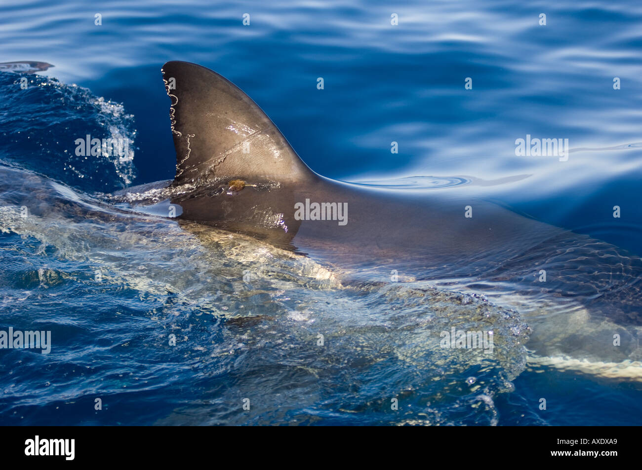 Fin of great white shark breaking surface Stock Photo - Alamy