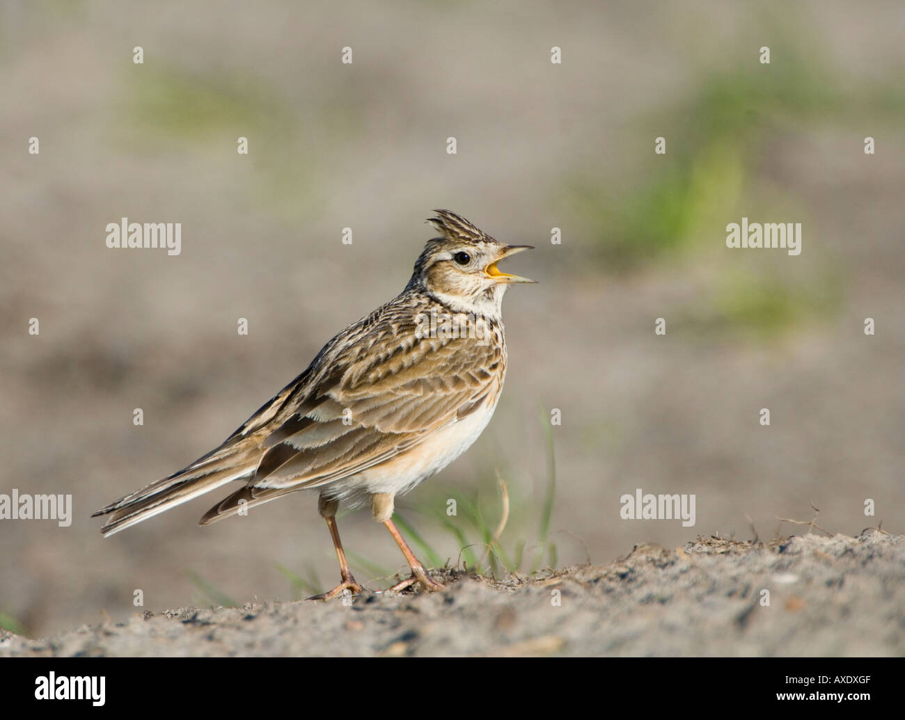 Aluna hi-res stock photography and images - Alamy