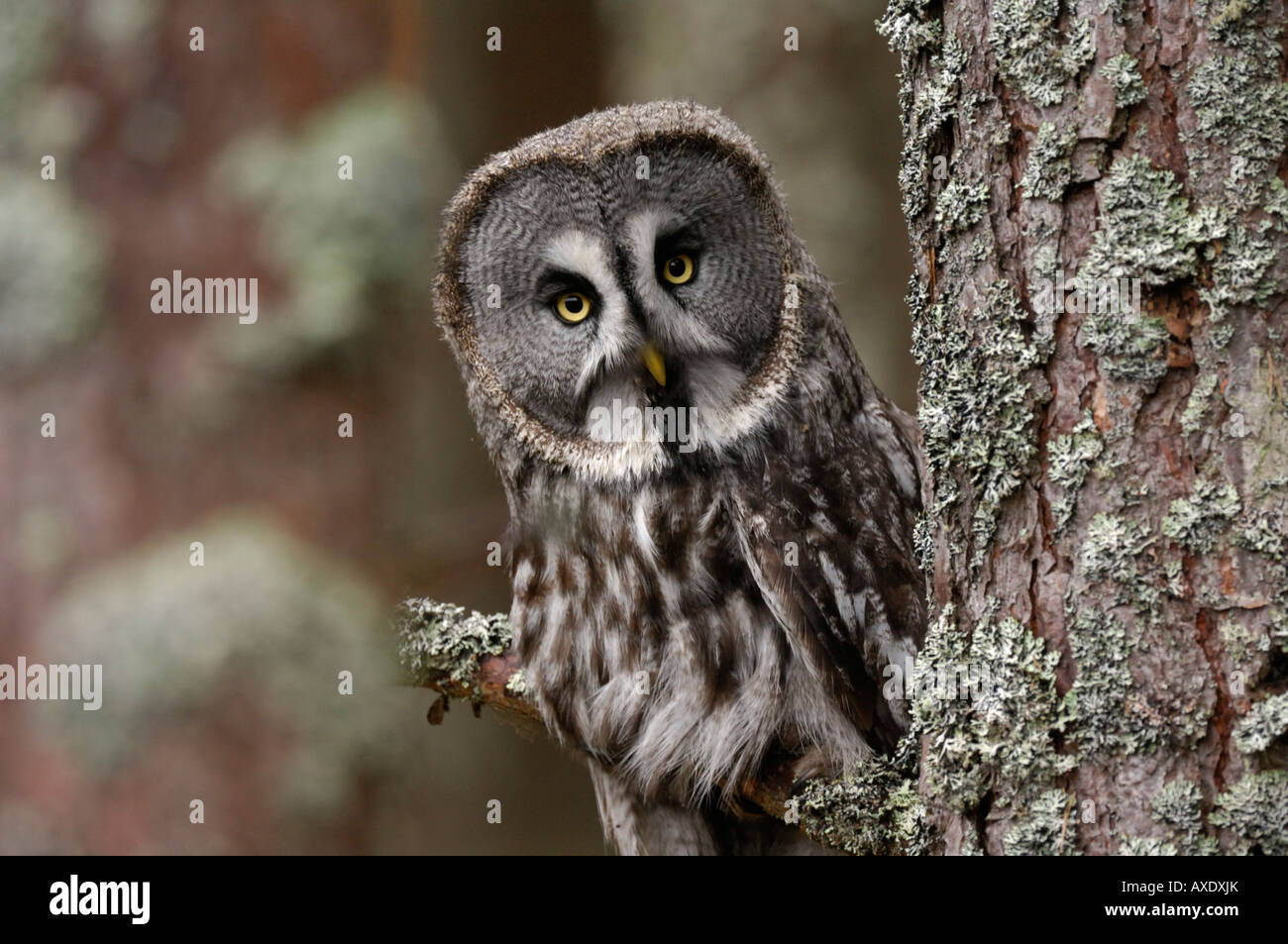 Great Grey Owl Strix nebulosa in Northern pine forest February Captive ...