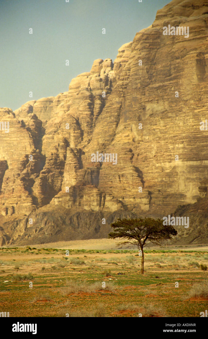 Jordan wadi rum lonely tree in the desert Stock Photo - Alamy