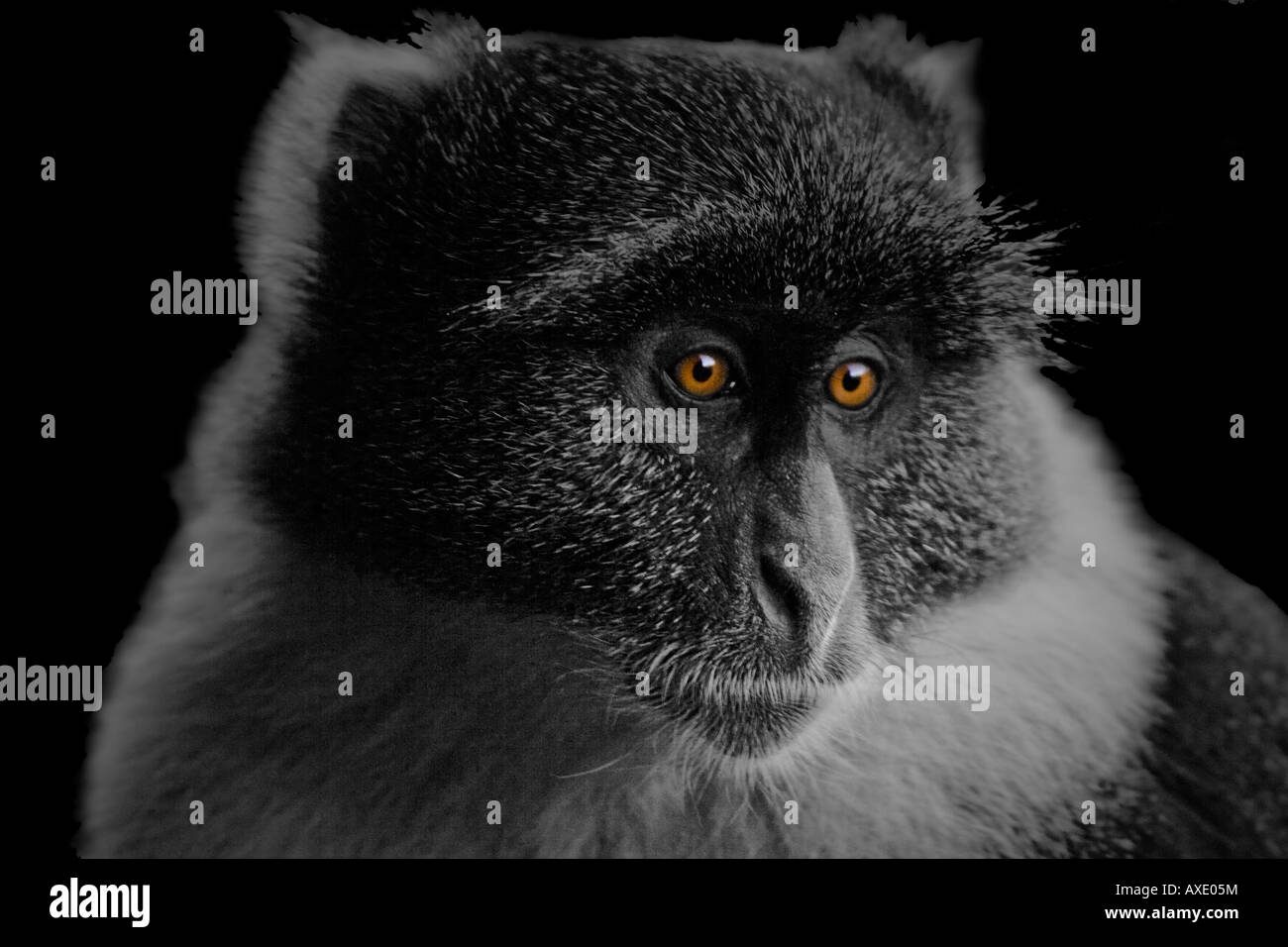 Monkey in shadows Stock Photo - Alamy