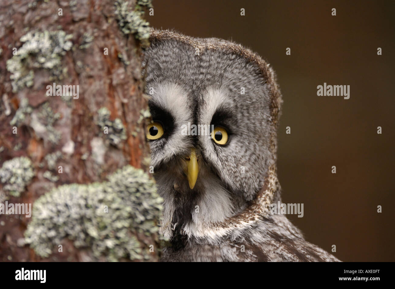 Great Grey Owl Strix nebulosa peering around tree trunk in Northern ...