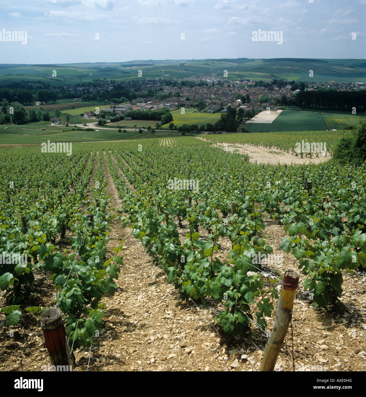Chablis france vineyard hi-res stock photography and images - Alamy