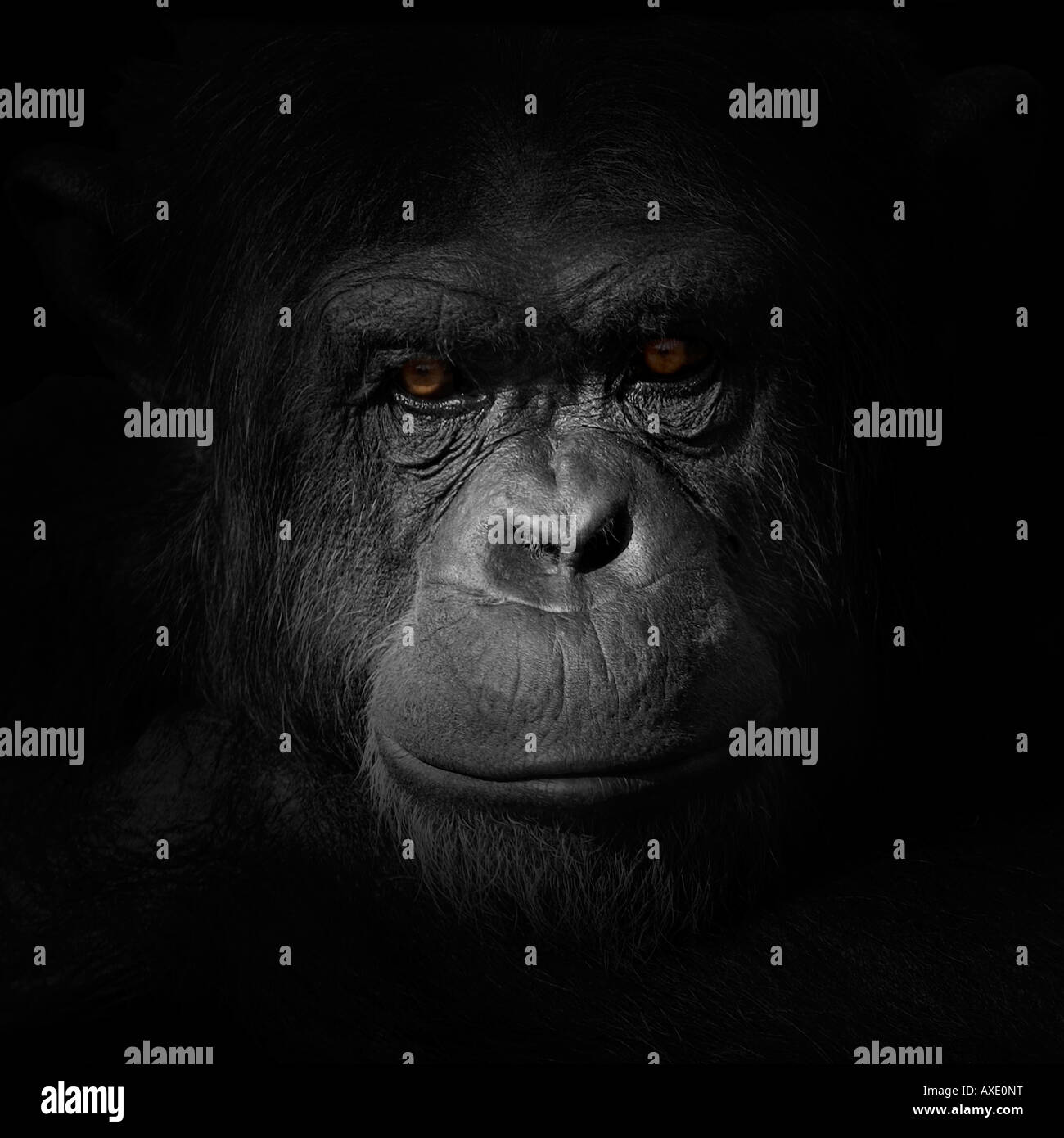 chimp in shadows Stock Photo - Alamy