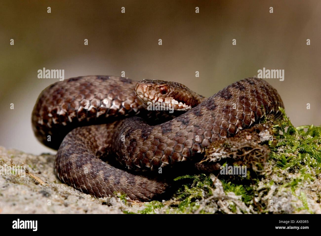 Swamp adder hi-res stock photography and images - Alamy