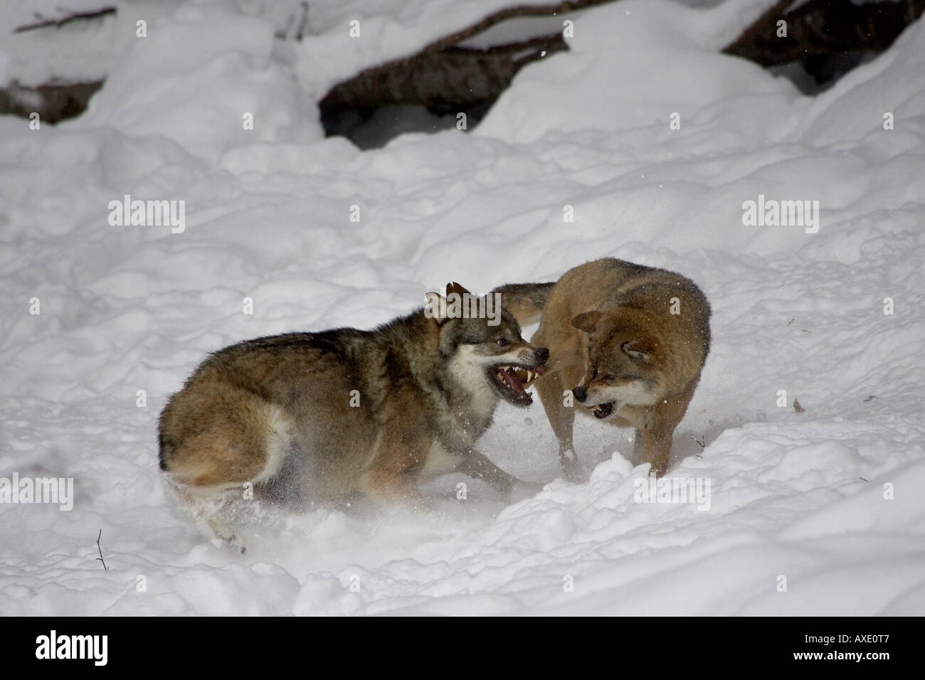 Fighting wolves canis lupus Stock Photo - Alamy