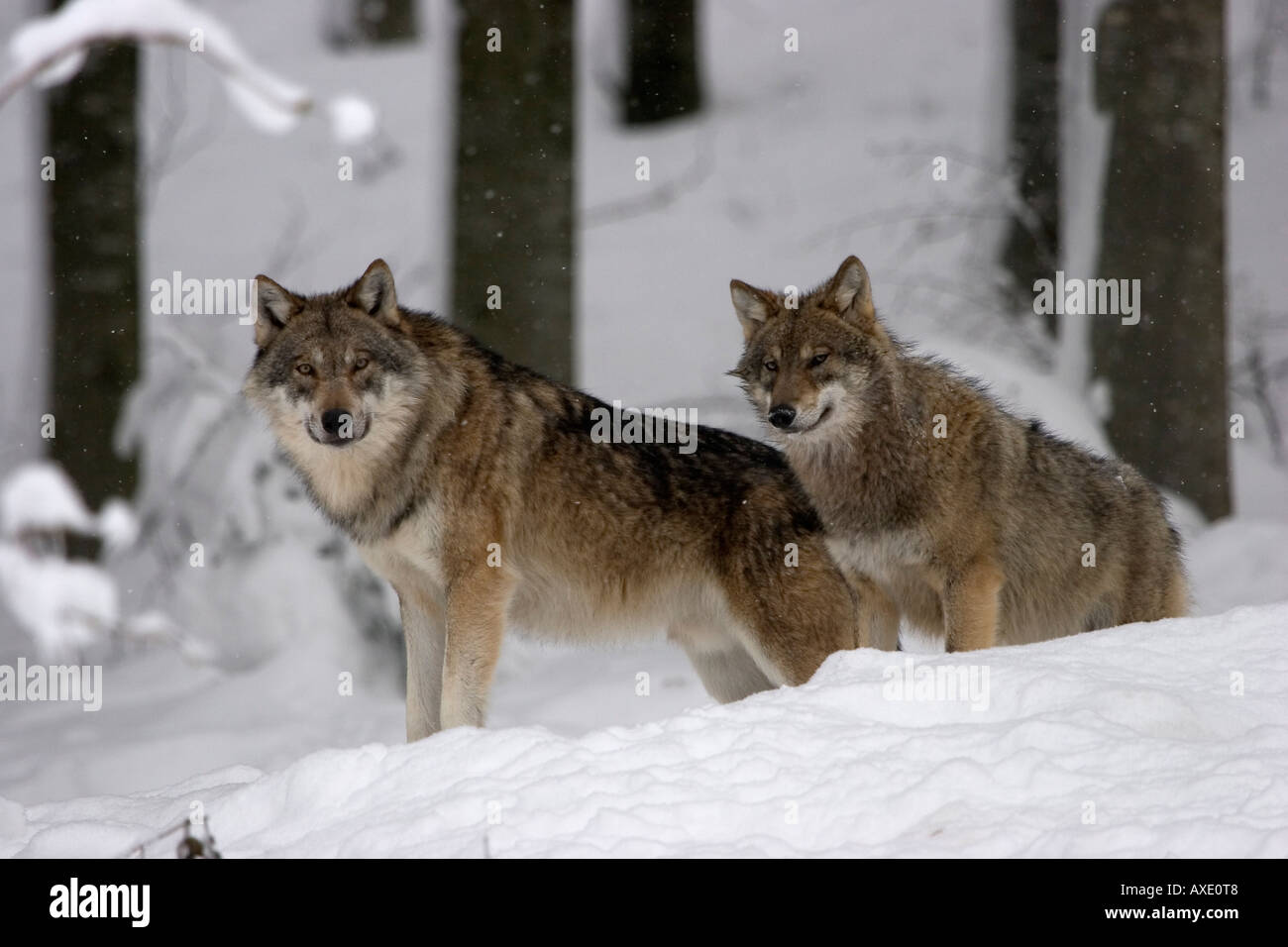 Two fighting wolves hi-res stock photography and images - Alamy