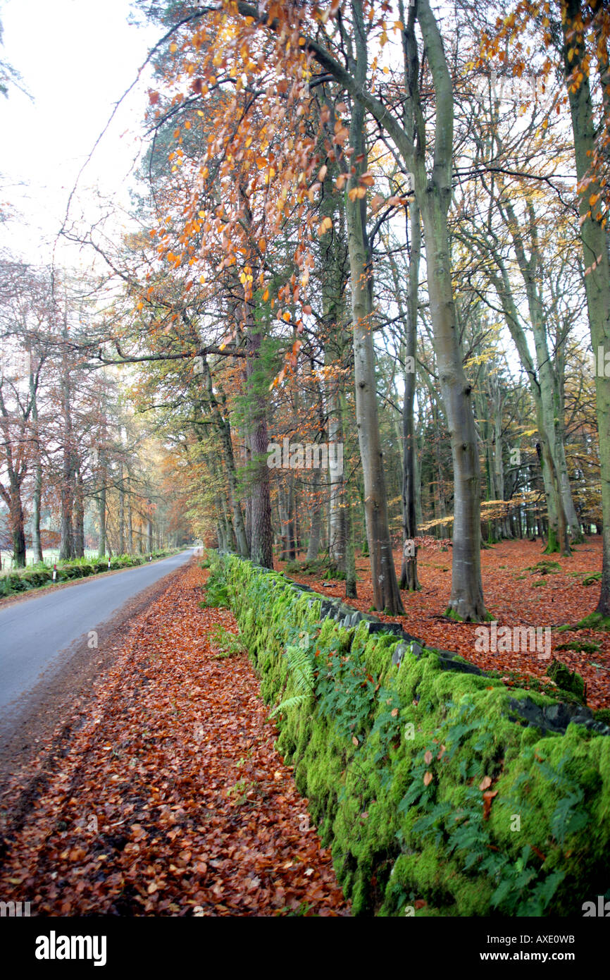 THE LAST OF THE AUTUMN COLOURS IN THE WOODS ABOVE DUNKELD PERTHSHIRE ...