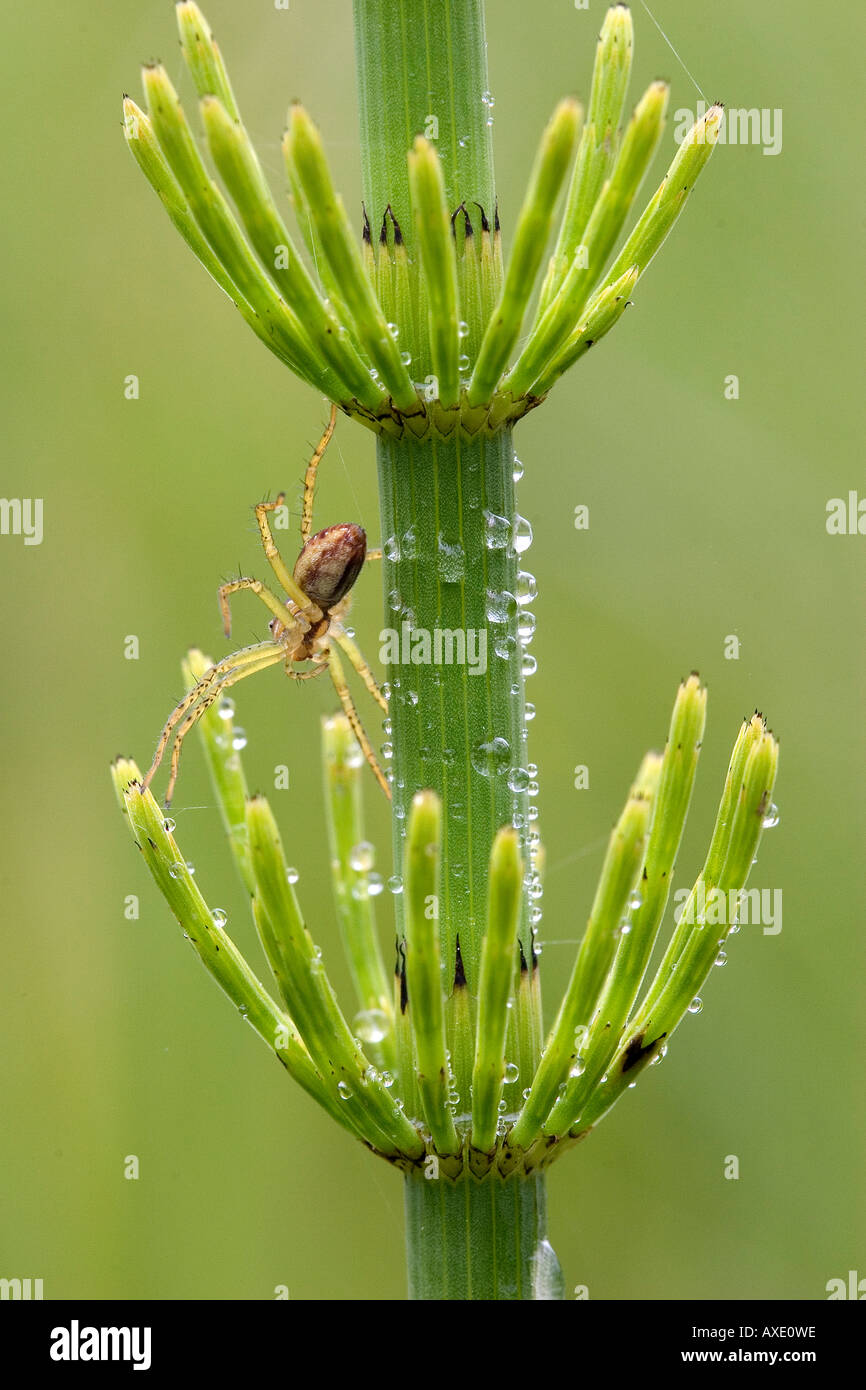 Scouring rush Equisetum arvense Stock Photo - Alamy