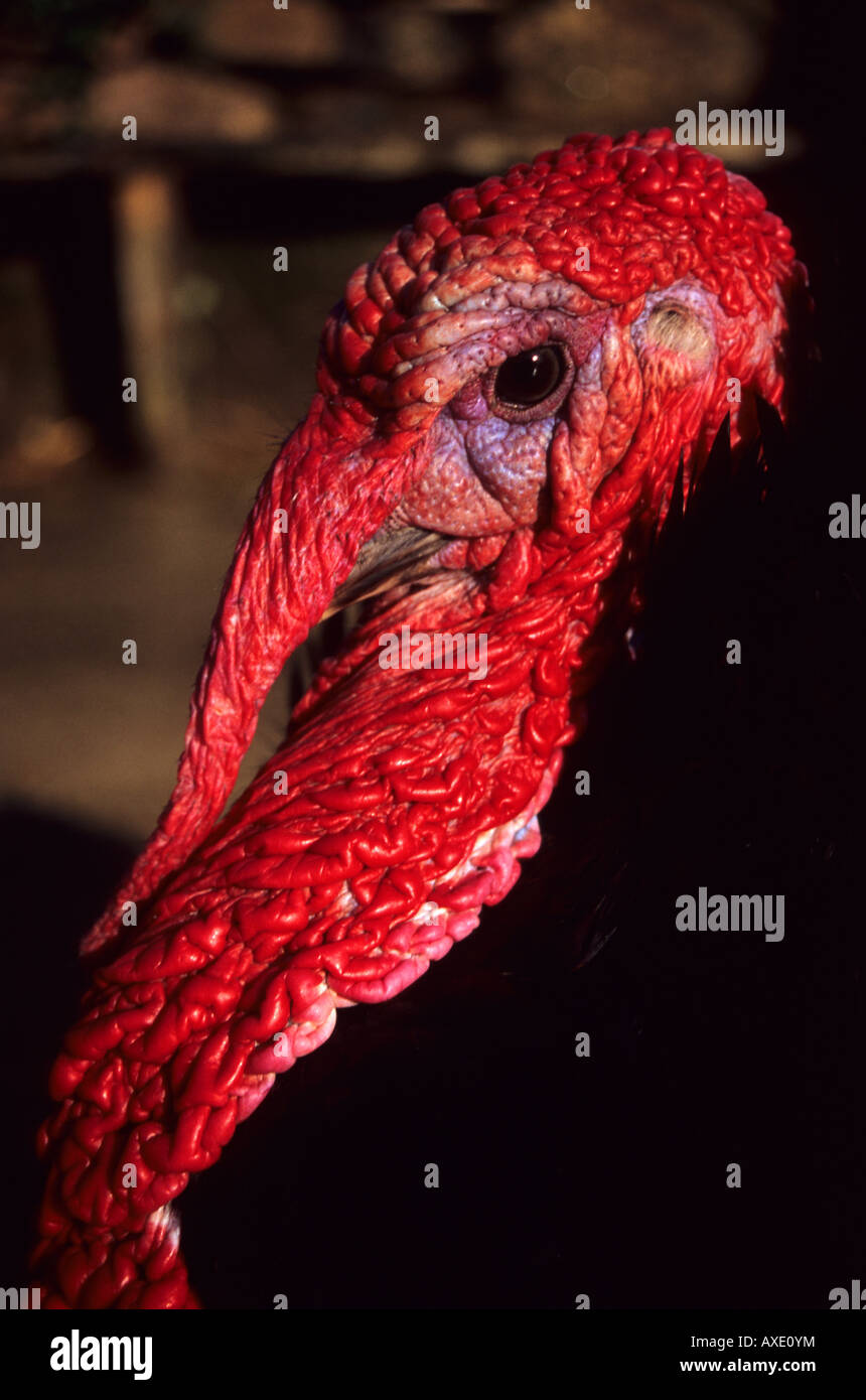 Male Bronze Turkey Stock Photo - Alamy