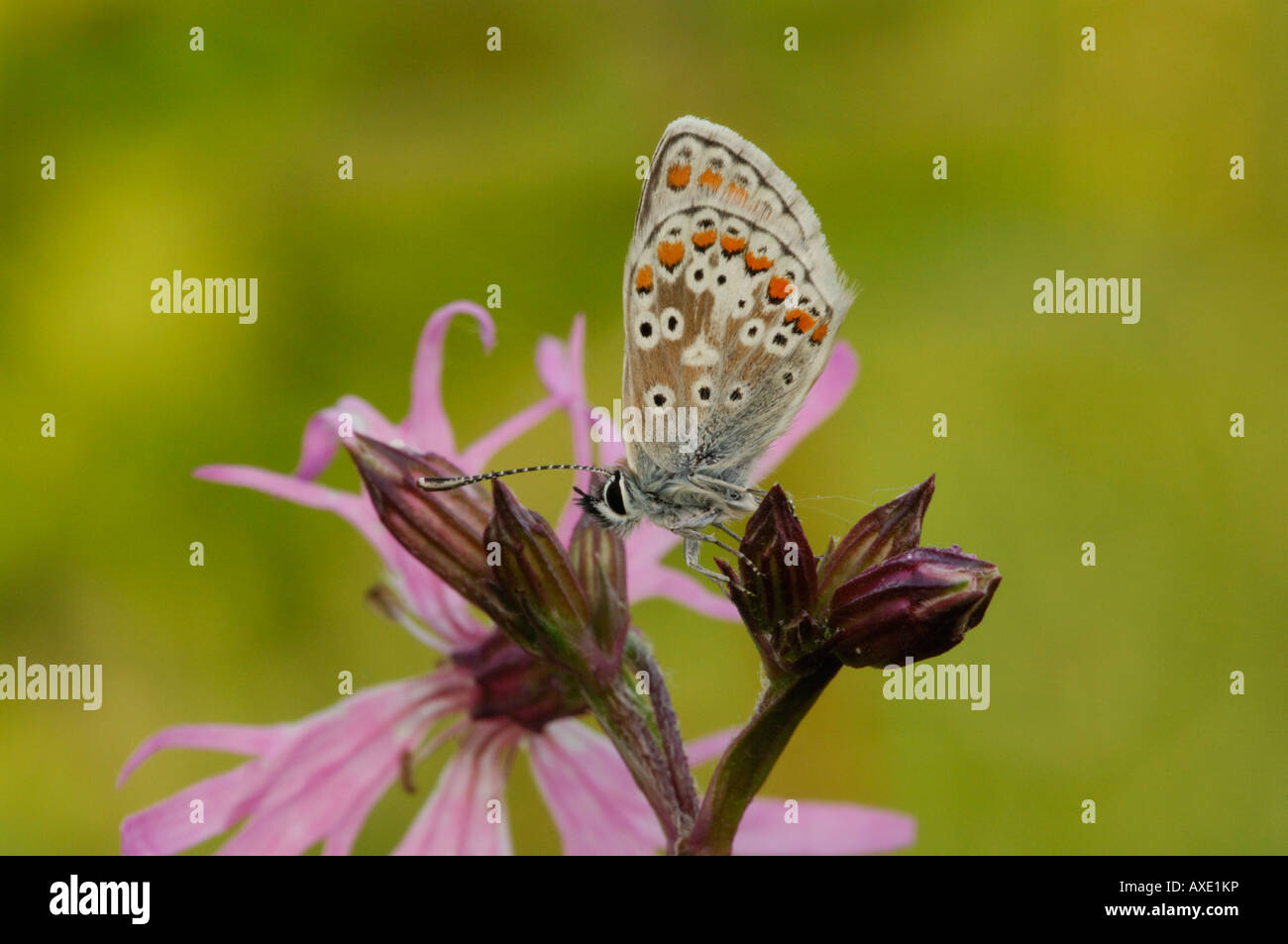 Brown Argus Butterfly Aricia agestis at rest on Ragged Robin flower in ...